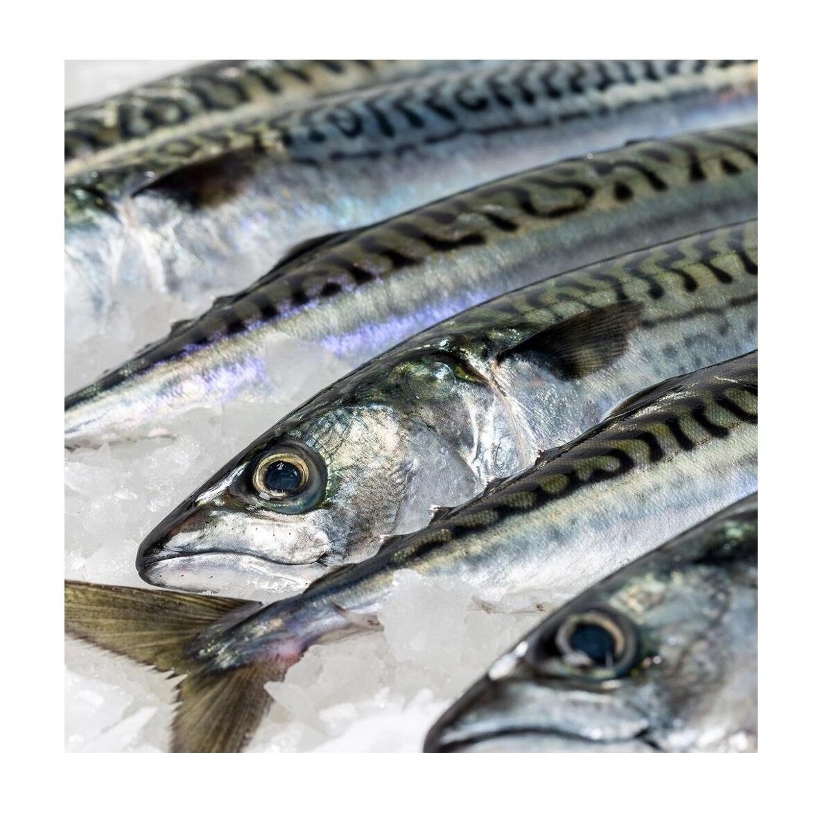Best Service Seafood Fish 300-500g Pacific Fresh Ship Frozen Mackerel ...