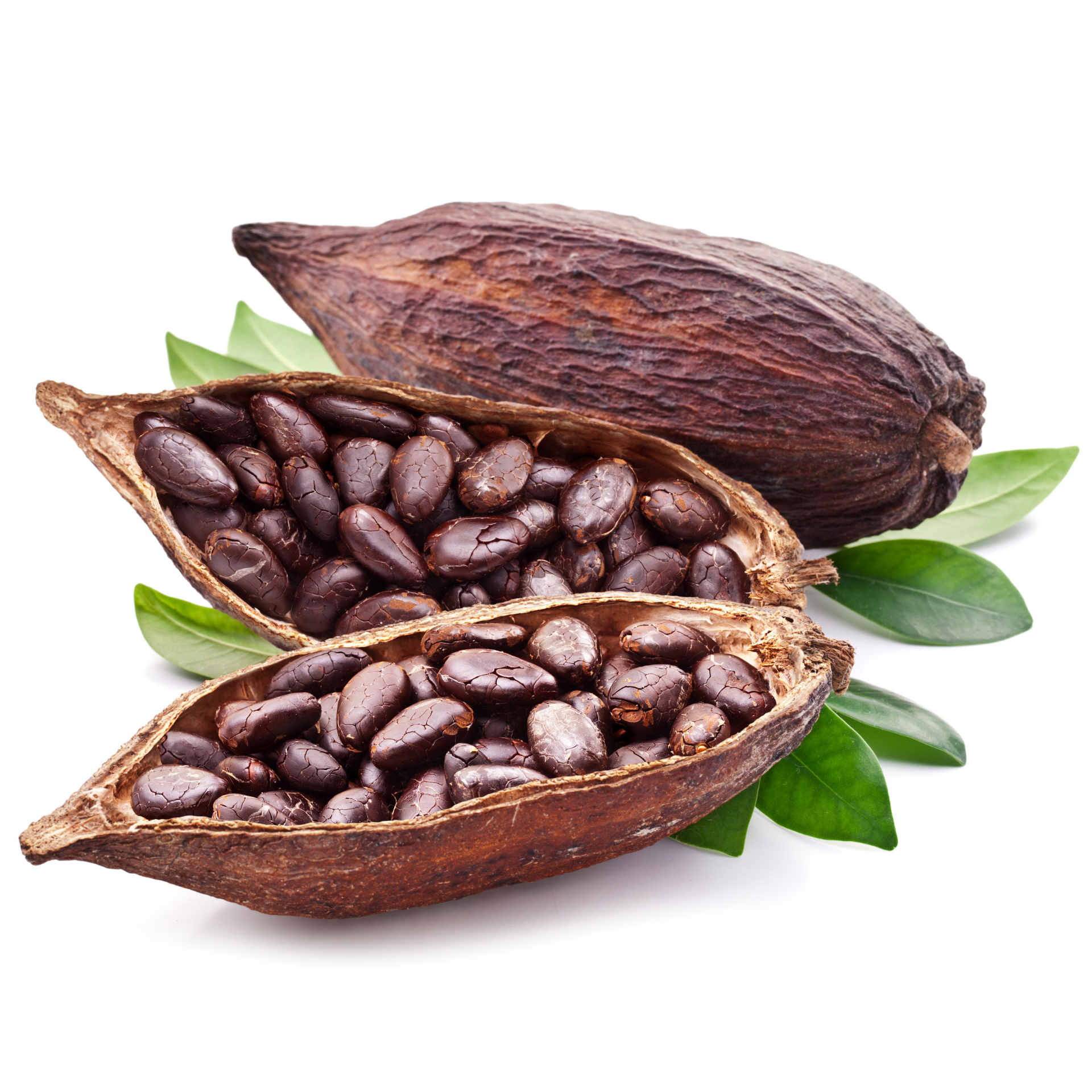 Cocoa Beans Ariba Cacao Beans Dried Raw Cacao Fermented Cocoa Beans ...