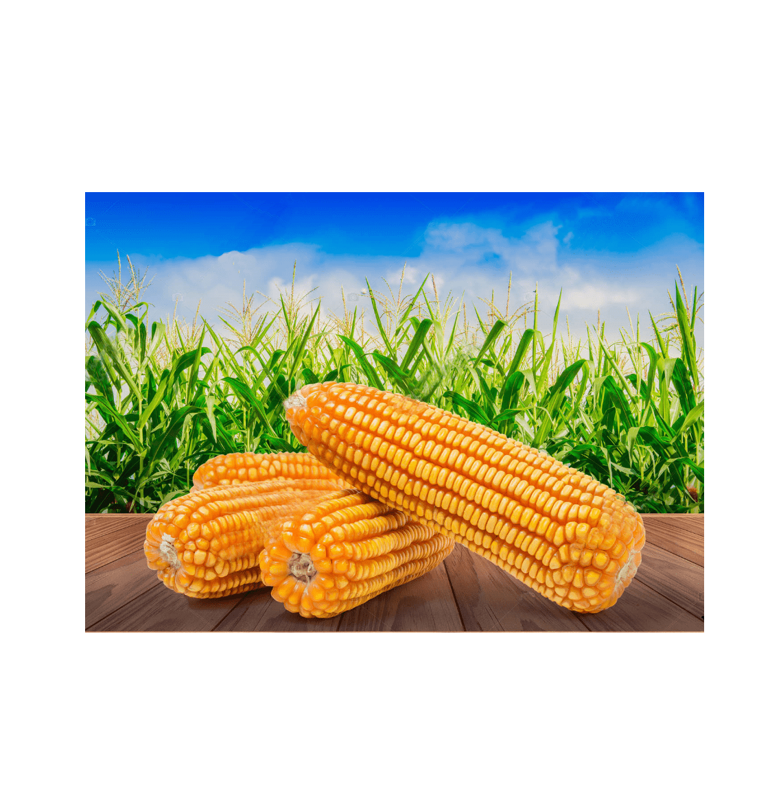 Buy United States Wholesale Yellow Corn Maize - Wholesale Sweet Yellow ...