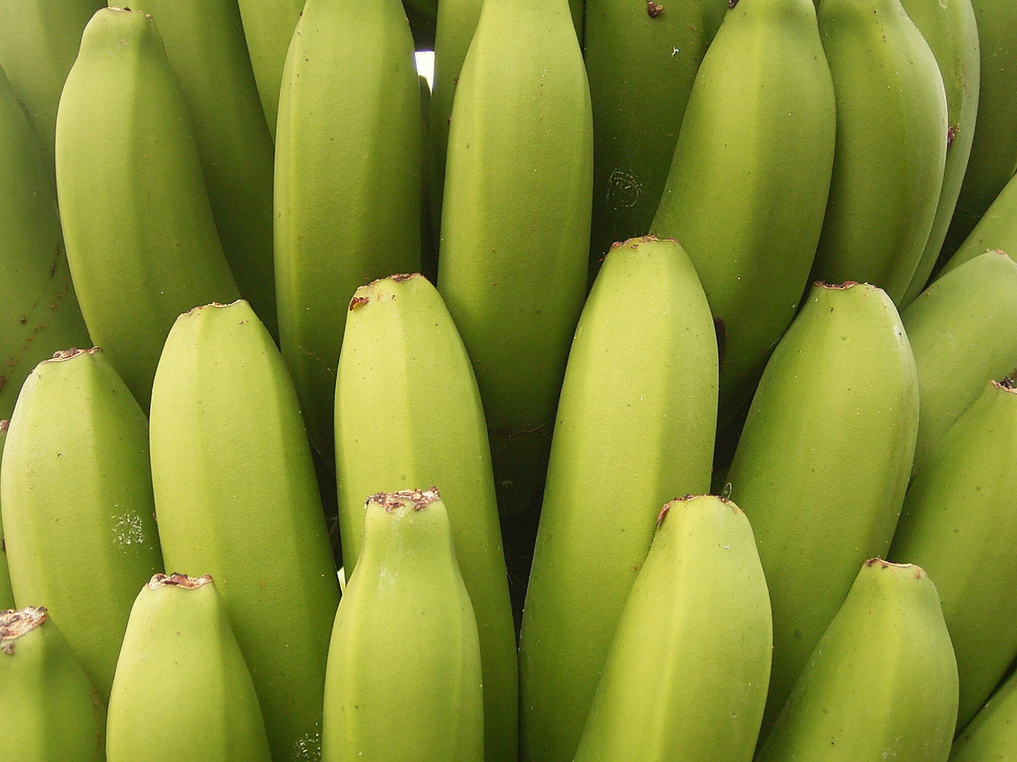 Buy Green Cavendish Banana In Stock Fresh Green Bananas Wholesale Price ...