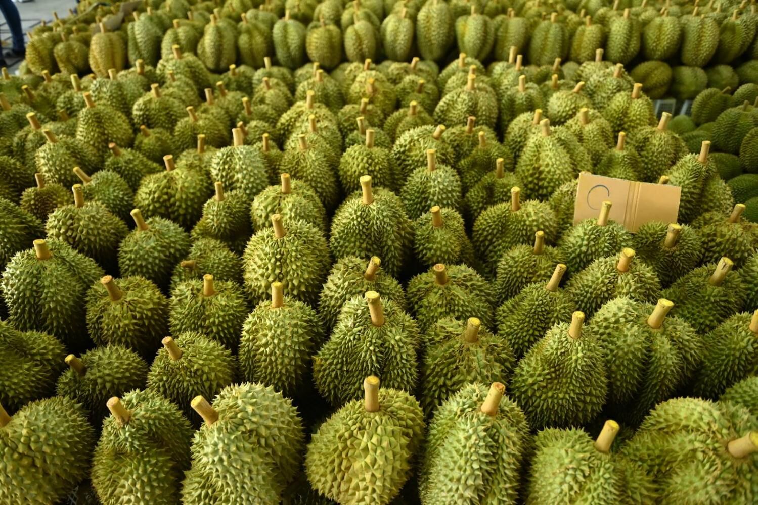 Durian Fruit For Export Fresh, High-quality, Organic Fresh - Buy ...