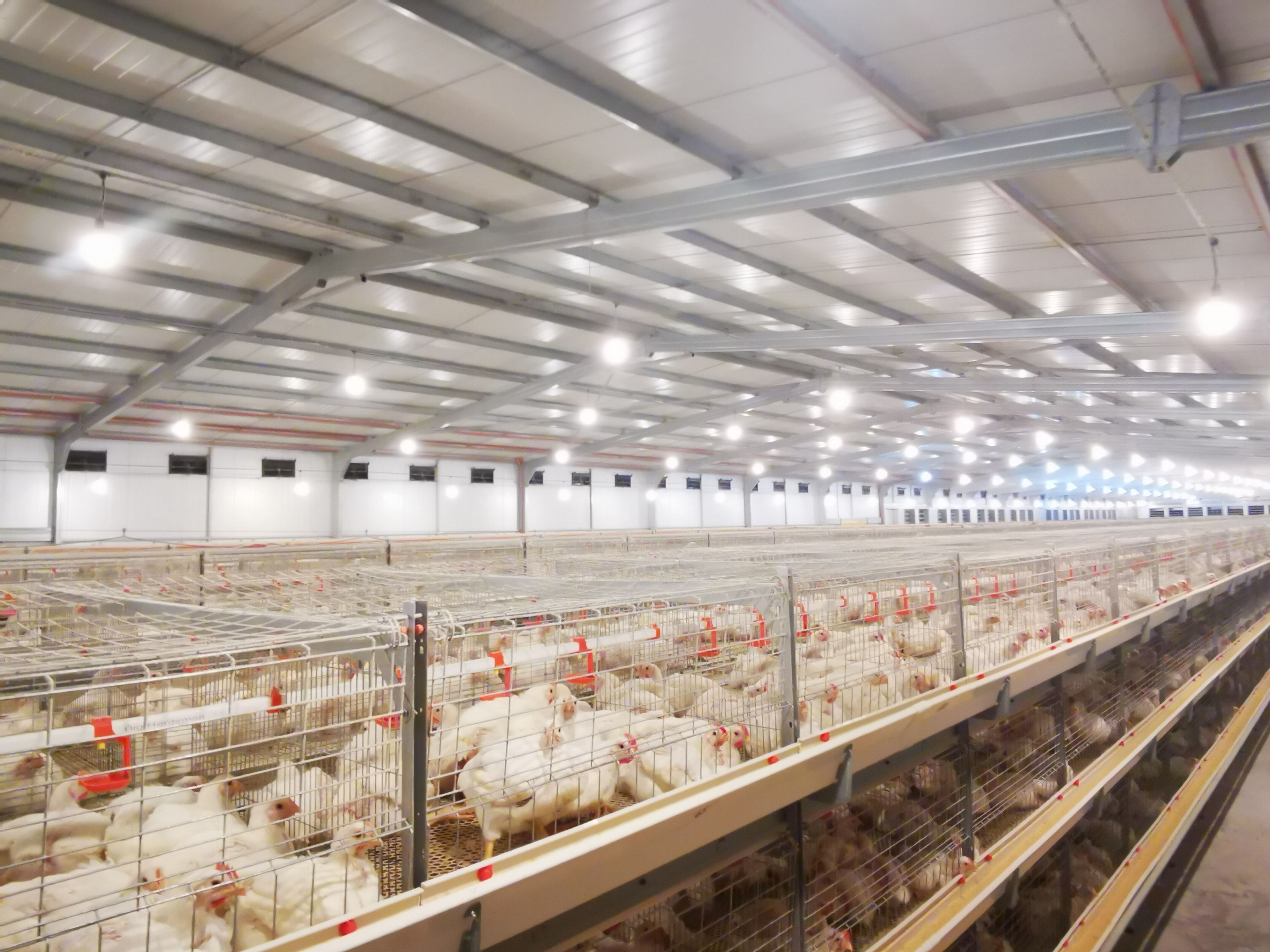 Buy China Wholesale Economic High Strength Steel Structure For Poultry ...