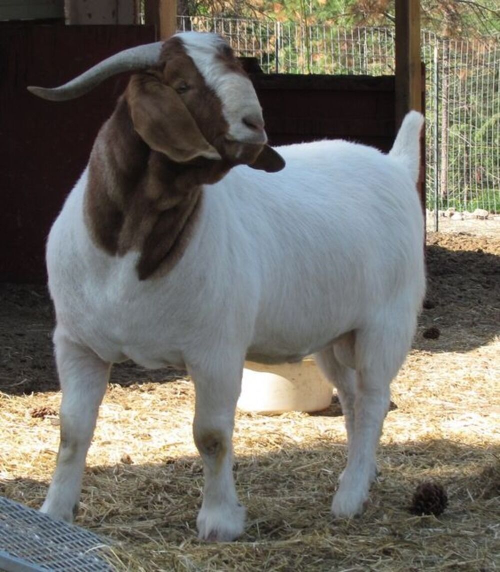 Boer Goats Full Blood Boer Goat Healthy Pregnant And Non-pregnant Boer Goat, Goat, Cows - Buy ...