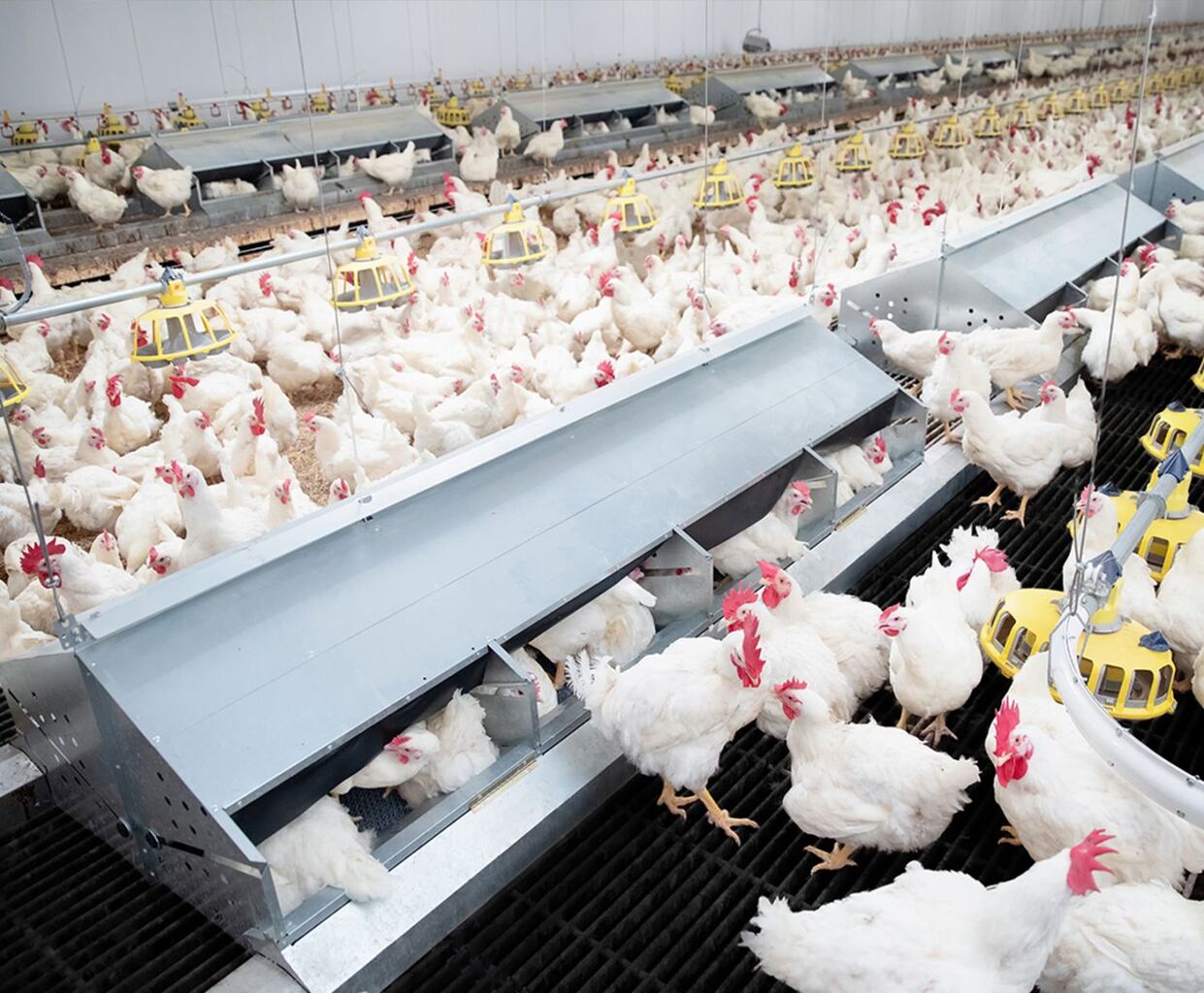 Buy China Wholesale Economic High Strength Steel Structure For Poultry ...