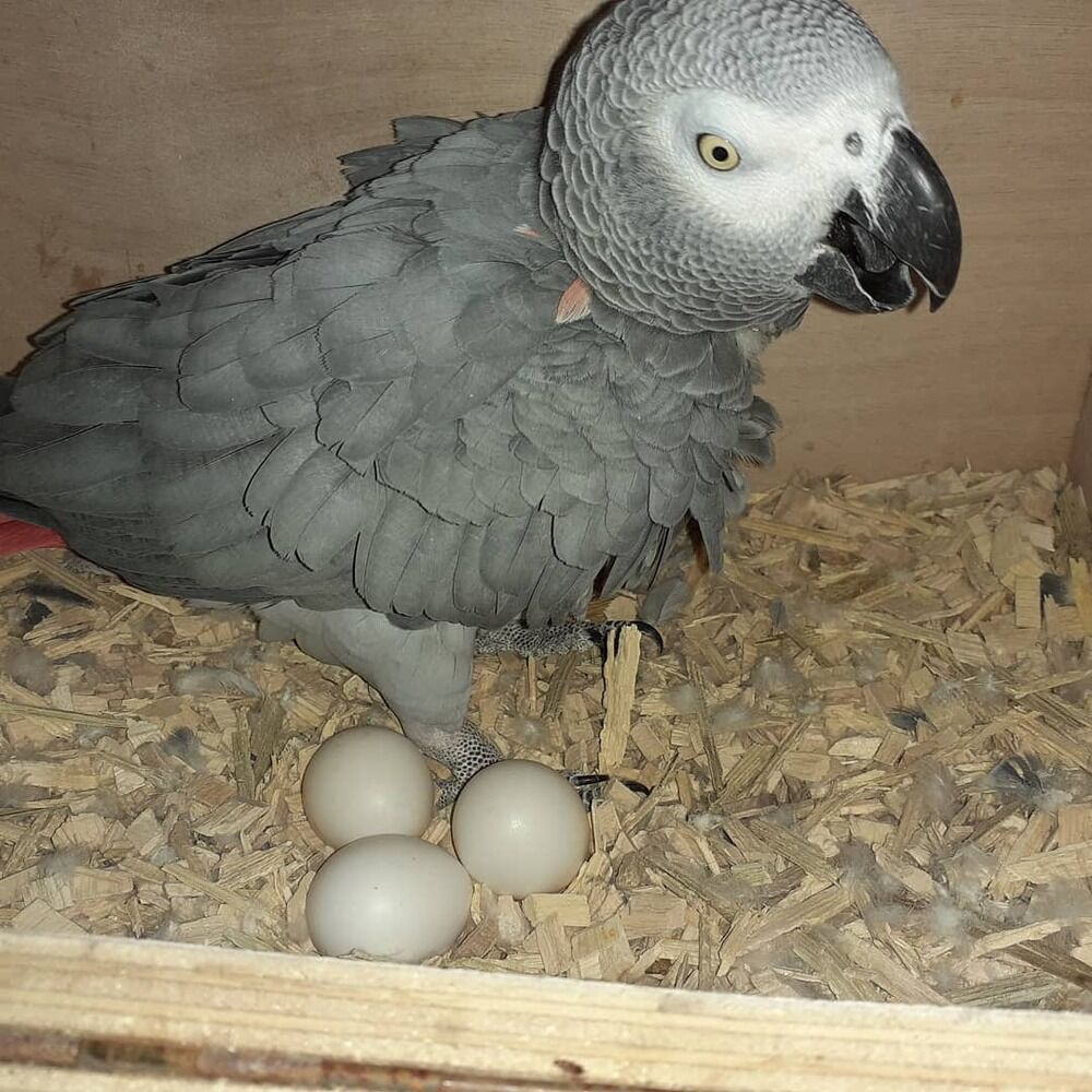 Buy Fertile Parrot Eggs. Dna-sexed Breeding Stock. Parrot Eggs For ...
