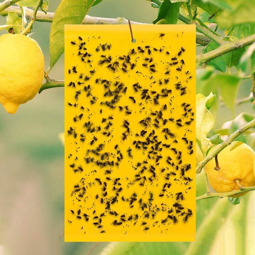 Buy China Wholesale Factory Price Customizable Yellow Sticky Traps ...