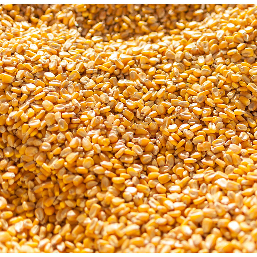 White And Yellow Corn/maize For Animal Feeding - Expore United States ...
