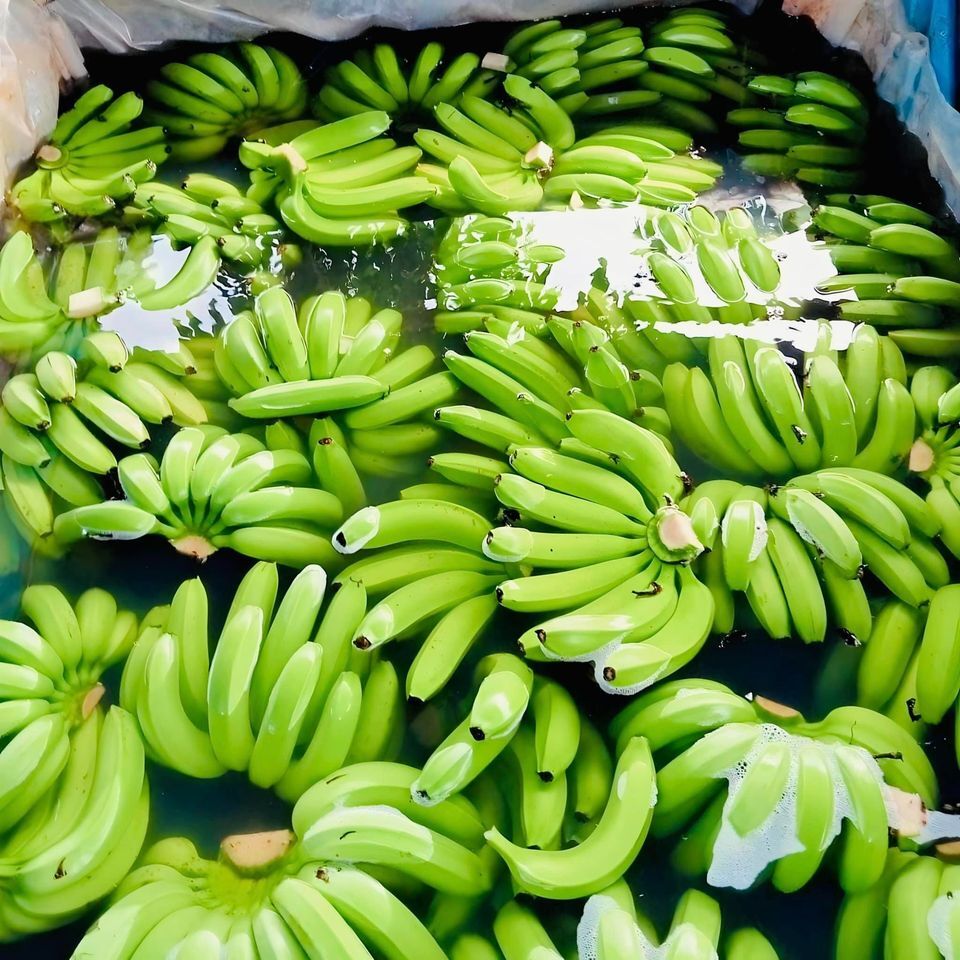 Fresh Green Cavendish Banana, Cavendish Banana For Sale, Fresh Yellow ...