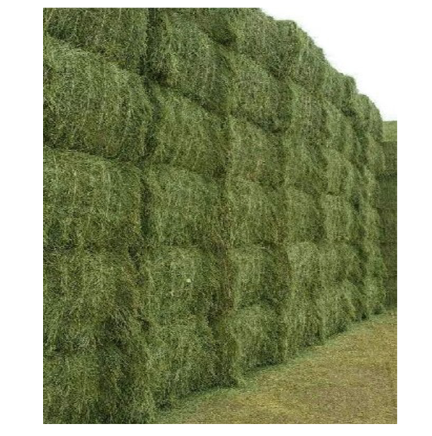 New 2024 Top Quality Hay Alfafa Hay Available For Nourishing Animals ...