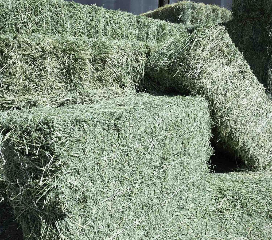 Alfafa Hay Feed/ Best Alfalfa For Sale Alfafa Hay Animal Feeding Stuff ...