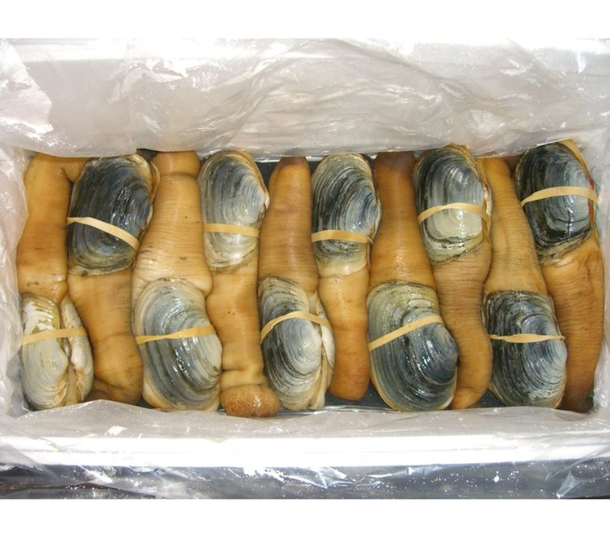 Live Geoducks Clams Frozen Geoduck Clams Frozen Geoduck Meat Shellfish ...