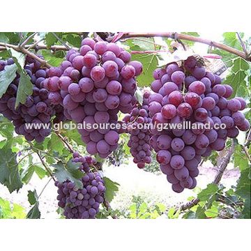 Nature water solvable grape skin red extract purple color liquid ...