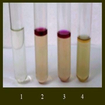 Tryptone Broth | Global Sources