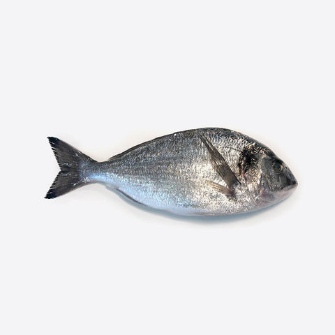 Canada Best Price Fresh & Frozen Sea Bream Fish for sale on Global ...