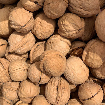 China Chinese Supplier Best Price Wholesale walnut export walnuts with ...