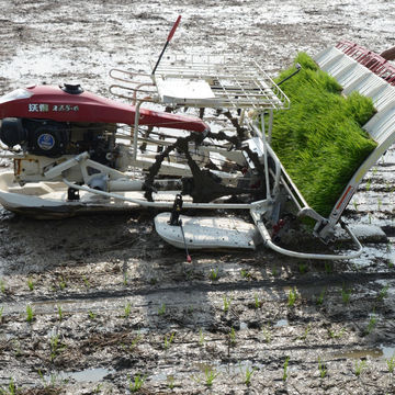 China Transplanters, Walking Behind Type Rice Transplanter, Gasoline 4. ...