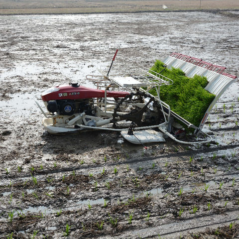 China Transplanters, Hand Type Rice Transplanter, Gasoline 4.5/5HP, 6 ...