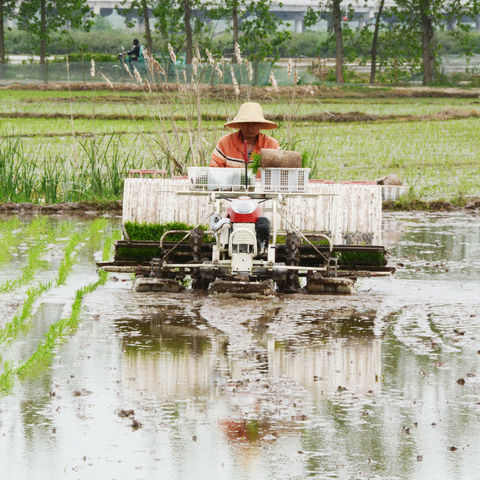 China Transplanters, Hand Type Rice Transplanter, Gasoline 4.5/5HP, 6 ...