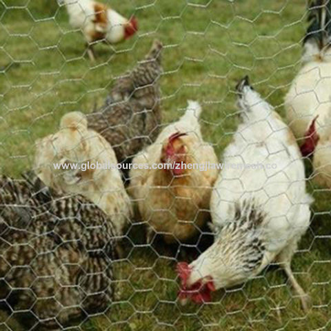 China Hexagonal wire mesh on Global Sources,Hexagonal wire mesh,Chicken ...