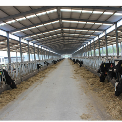 China Free Design Prefab Steel Structure Cattle/Cow Farm Building Dairy ...