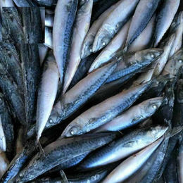 Frozen Seafood Pangasius Fish For Sale, Sardine fish Indian Mackerel ...