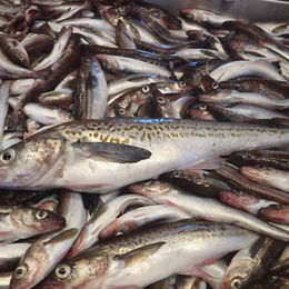 Frozen Seafood Pangasius Fish For Sale, Sardine fish Indian Mackerel ...