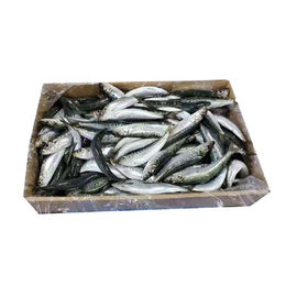 Frozen Seafood Pangasius Fish For Sale, Sardine fish Indian Mackerel ...