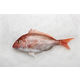 Buy Wholesale Thailand Low Price Frozen Whole Red Snapper Fish & Low ...