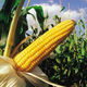 Buy Wholesale United States Yellow Corn For Human Consumption/ Non ...