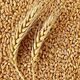 Buy Wholesale South Africa Wholesale Top Grade A Organic Whole Wheat ...