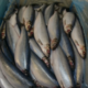 Buy Wholesale South Africa Atlantic Herring Fish For Sale / Cheap ...