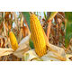 Buy Wholesale Canada Agricultural Product Bulk Grain White Dry Corn ...