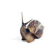 Buy Wholesale United States Fresh African Giant Snails/processed Alive ...