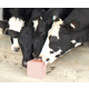 Buy Wholesale China Lick Block Magnesium Block, Keeping Livestock ...
