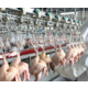 Buy Wholesale China Poultry Slaughtery Screw Chiller Spin Chiller ...