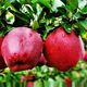 Buy Wholesale China Huaniu Apple Oem Preserved Apple Fuji Apple High ...