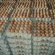Buy Wholesale Thailand Broiler Hatching Eggs Ross 308 And Cobb 500 ...