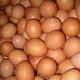 Buy Wholesale Thailand Broiler Hatching Eggs Ross 308 And Cobb 500 ...