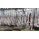 Buy Wholesale South Africa Top Quality Fresh Frozen Lamb Meat/ Halal ...
