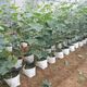 Buy Wholesale China Wholesale Plastic Plants Grow Plastic Nursery Bags Pe Seedlings Planter Grow ...