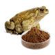 Buy Wholesale China Human Healthy Toad Venom Powder With The Strongest ...
